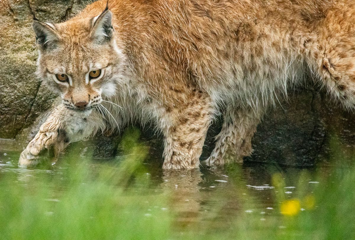 Wildlife Photography Norway | Lynx, Wolves, Musk Ox & Brown Bears by ...