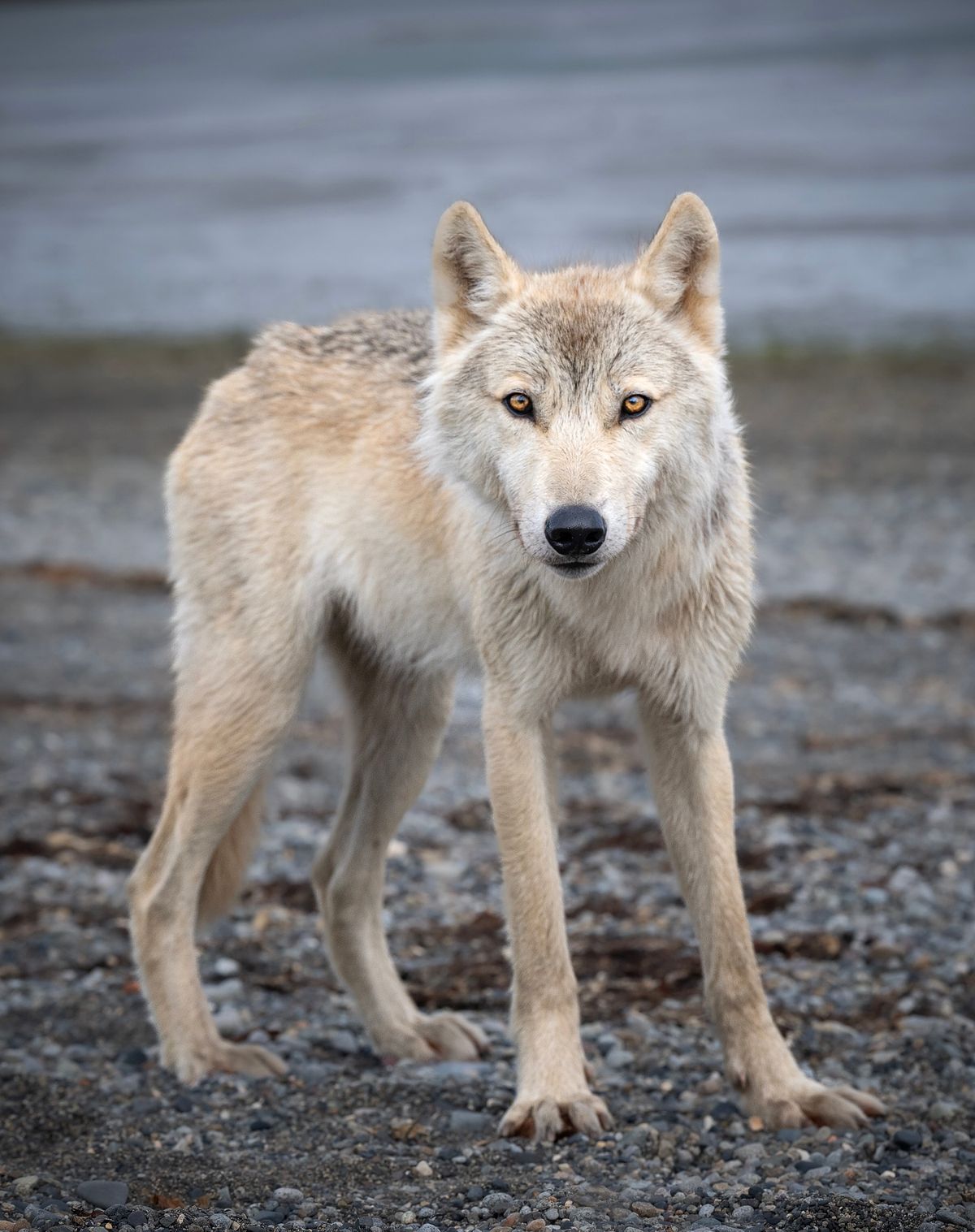 Wolves | Candace Dyar Photography