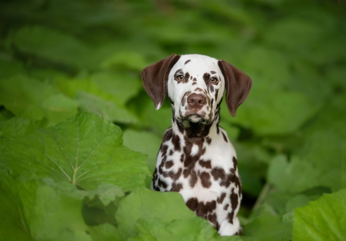 Guelph Dog Photographer | Pet Portraits by Little Star Photography