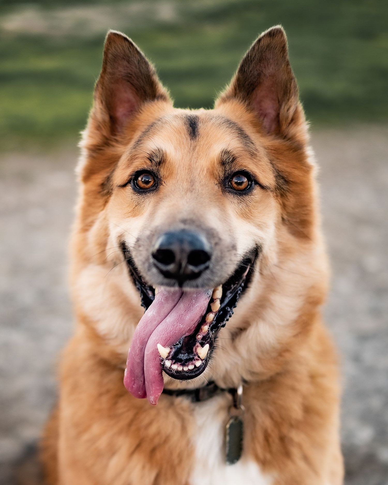 Pets | Carson French Photography