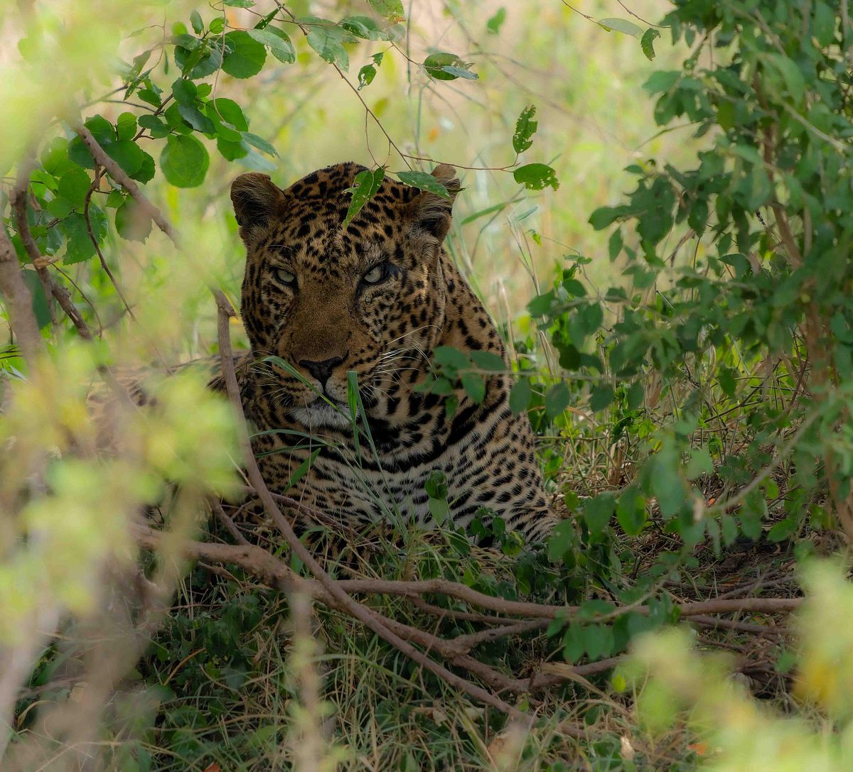 Naturally Scott | Big Cat Gallery