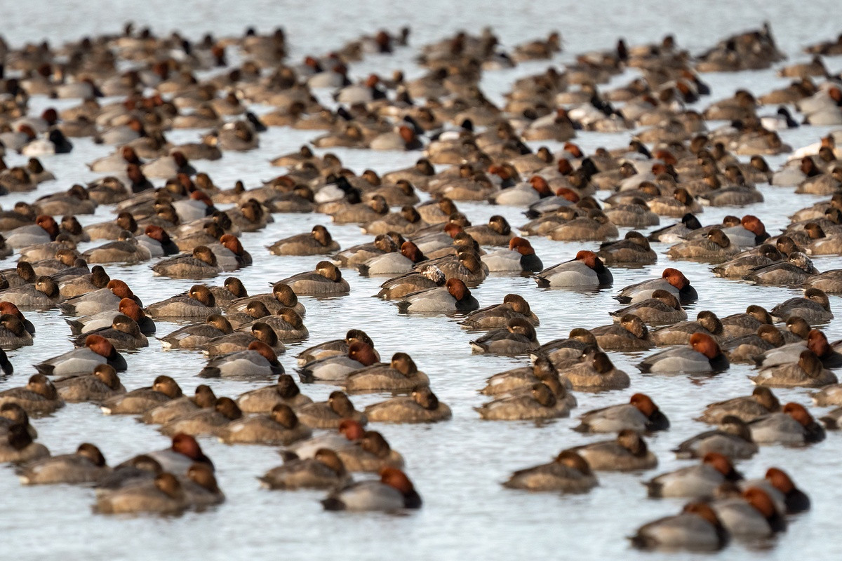 Winter Waterfowl in Eastern North Carolina